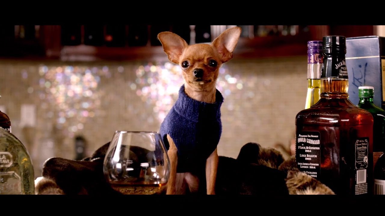 How to Be a Boss Dog - YouTube