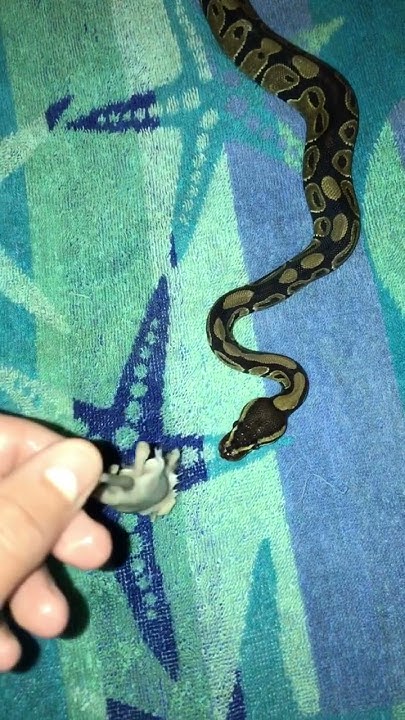 Baby ball python feeding - YouTube