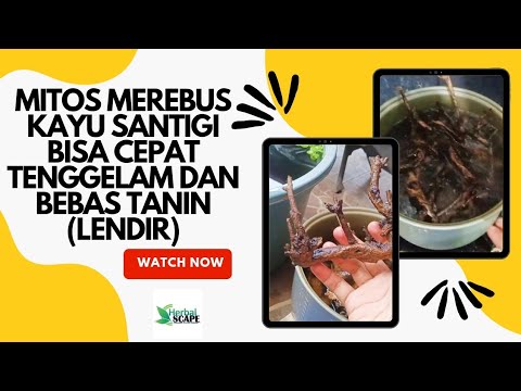 How A Boiling Wood Can Remove Tannins And Wood Sinks | Merebus Kayu ...