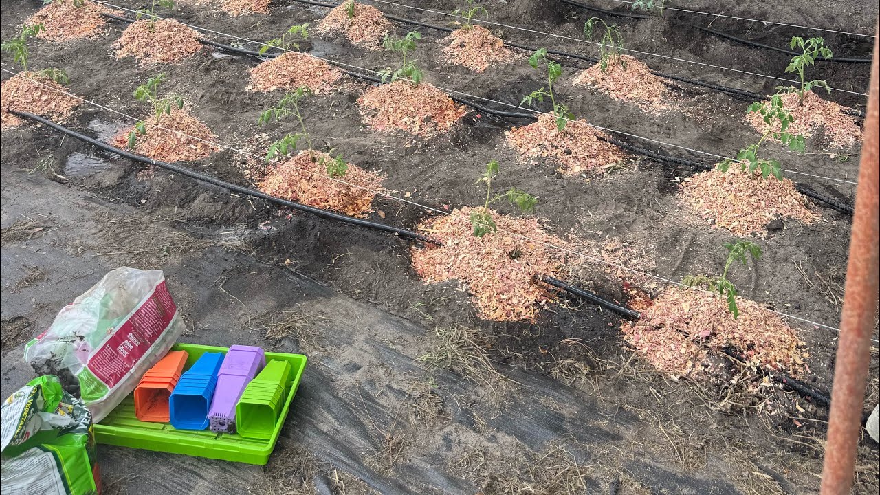 Planting the 2025 Fall Tomatoes! - North Florida Garden - YouTube
