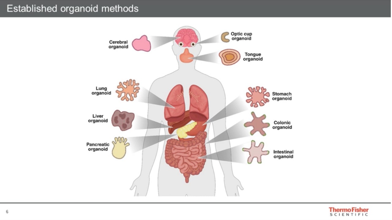 Introduction to 3D Biology: Organoids, Spheroids and Applications ...