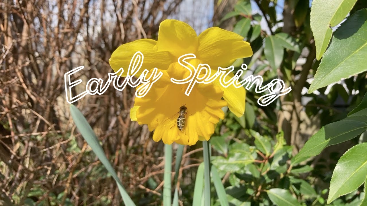 Quiet Spring Garden Video 🌸⎥No Talking - YouTube