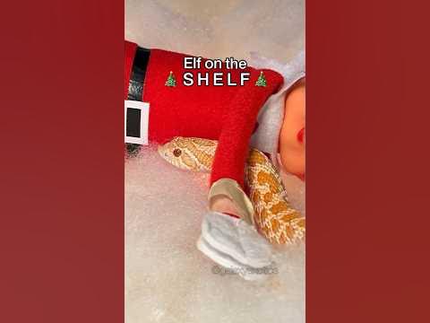 ELF ON THE SHELF GETS KIDNAPPED!? #christmas #elfontheshelf #snake ...