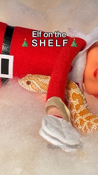 ELF ON THE SHELF GETS KIDNAPPED!? #christmas #elfontheshelf #snake ...