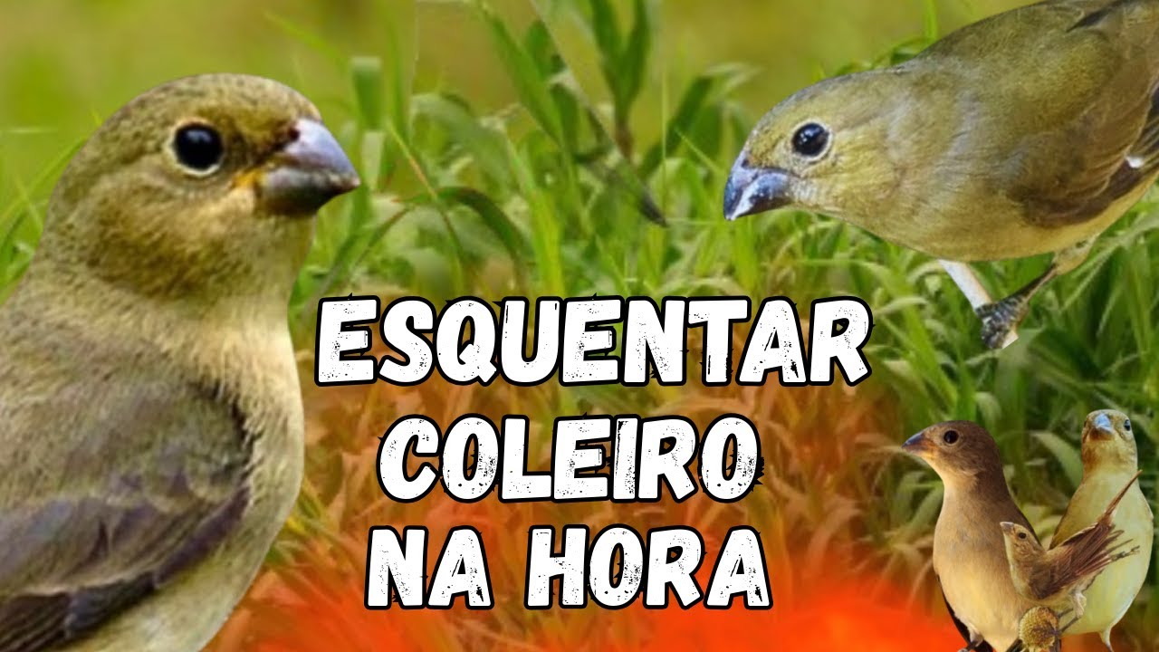 fêmea de coleiro quente chamando para esquentar coleiro - YouTube
