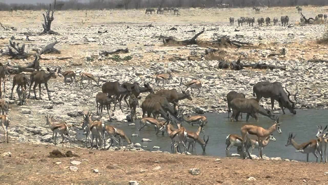 Namibie Etosha National Park - YouTube