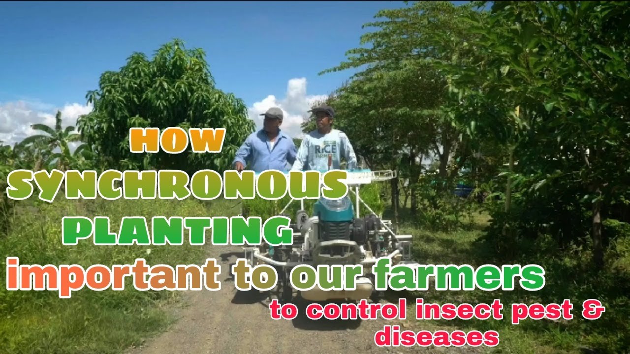 how SYNCHRONOUS PLANTING is important to our farmers | to control ...