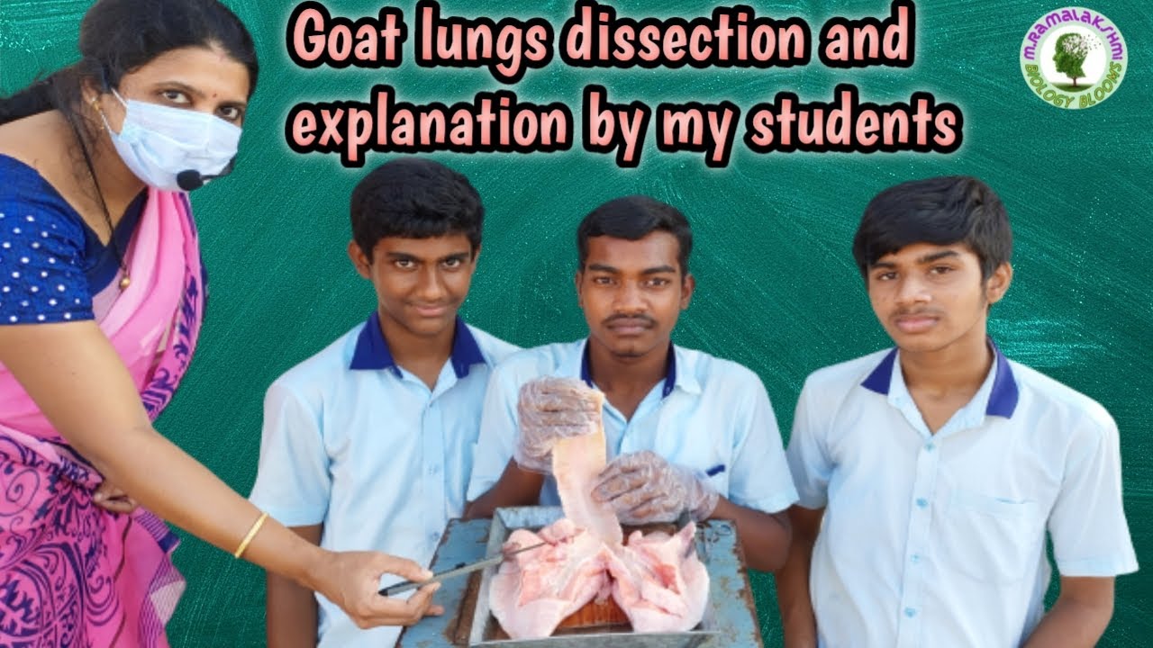 Goat Lungs Dissection || Lungs of Goat || Goat lungs observation ...