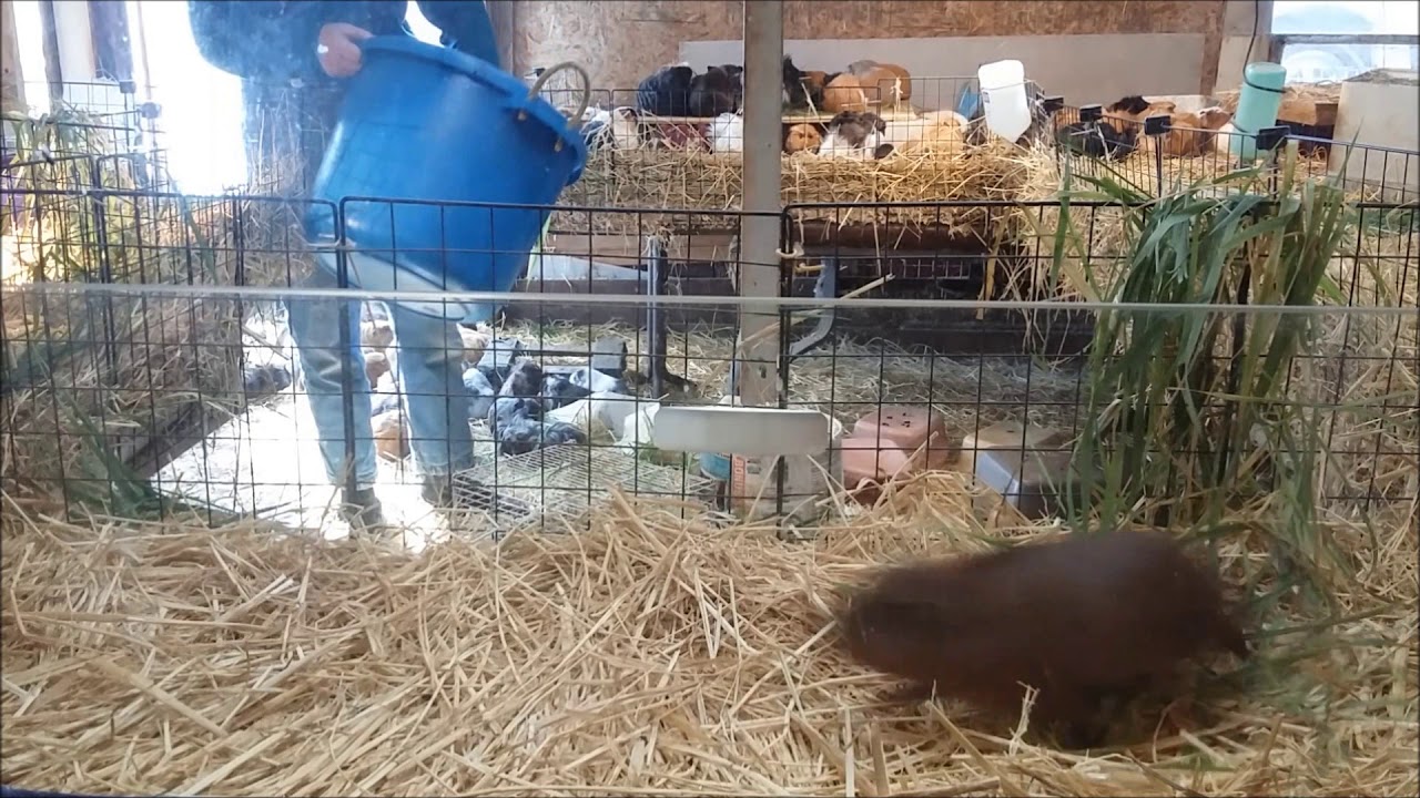 Guinea Pig Square Circus - YouTube