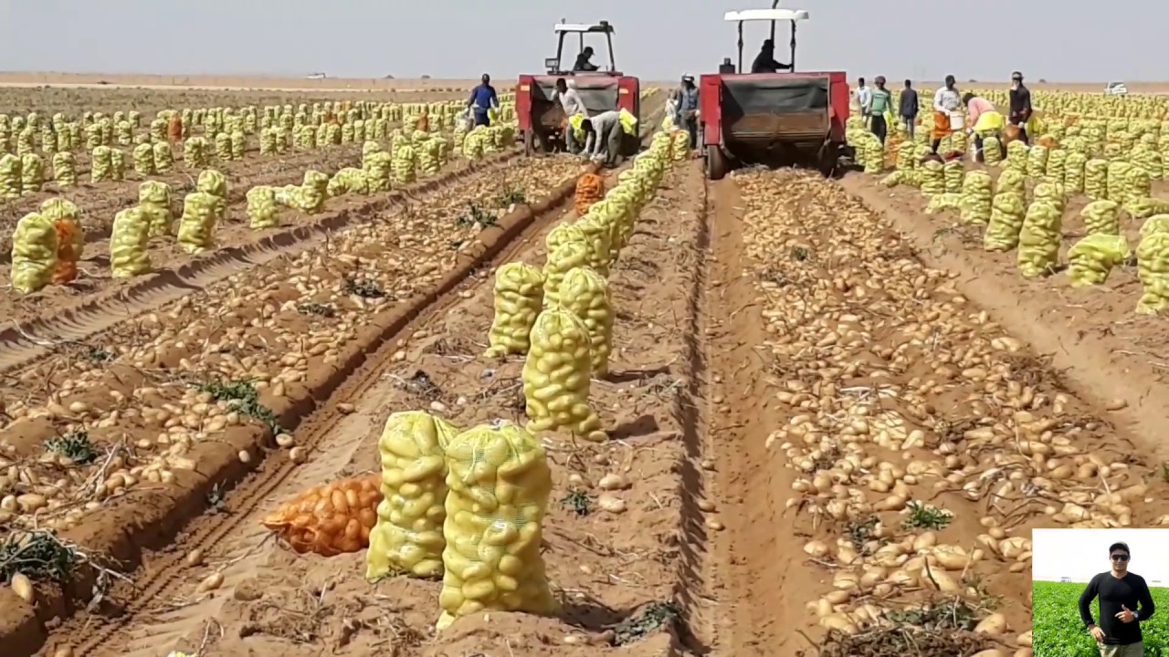 #حصاد بطاطس السعودية مشاريع وادي الدواسر #hzpc seeds - YouTube