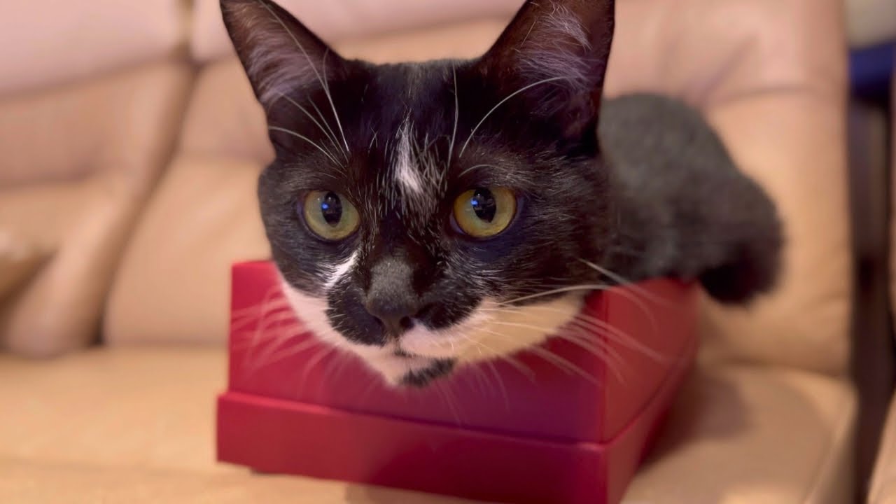 箱入り娘猫 ️すっぽり収まってリラックス Adorable Cats: Perfectly Fitting in Their Favorite ...