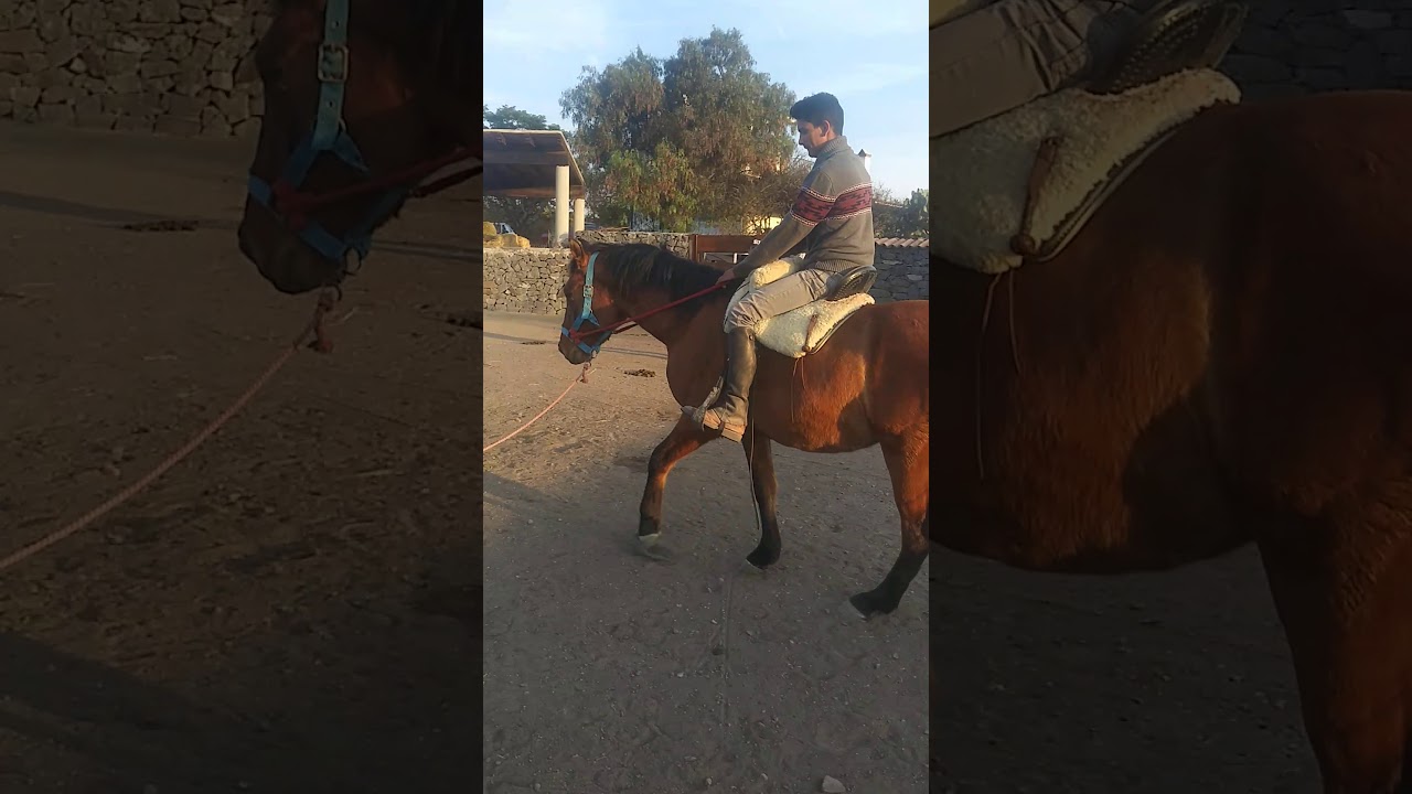 COMO SE MONTA UN POTRO POR PRIMERA VES - YouTube