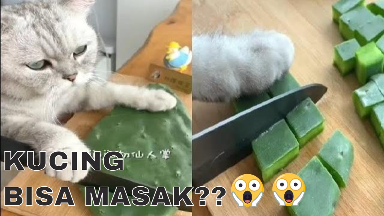 KUCING BISA MASAK?? 😱 | Cutest World - YouTube