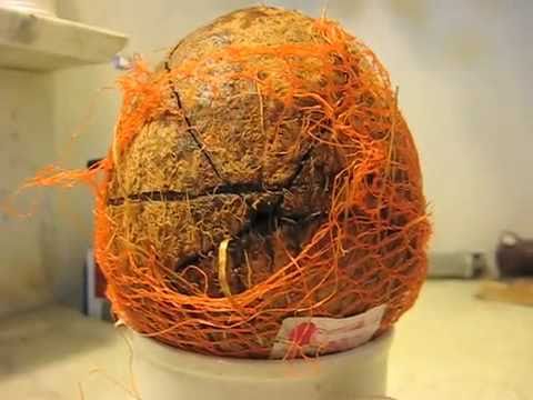 Coconut Autopsy-20 grain .17HMR bullet - YouTube