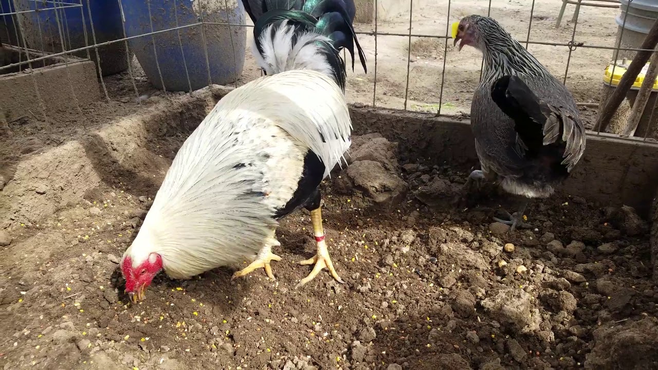 Law Grey Gamefowl