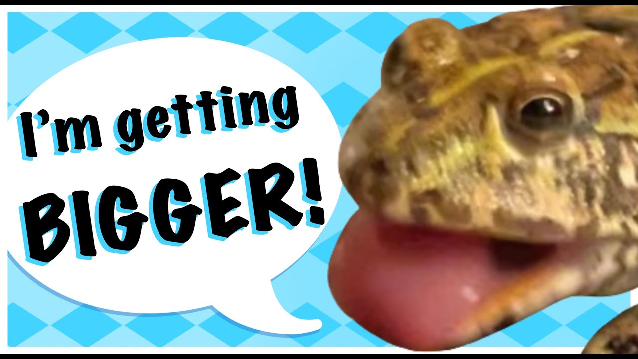 BIG FROGGY SEQUEL!!! - YouTube