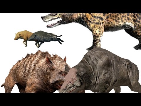 Entelodont Evolution(from small guinea pig sized hippos to dominant ...