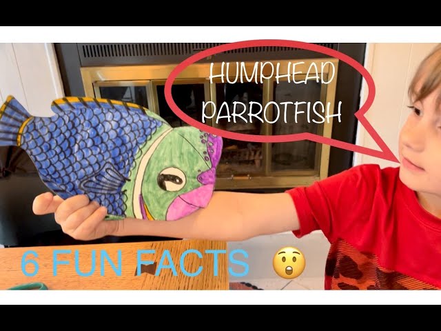 Humphead Parrotfish Drawing