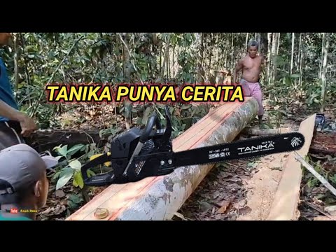 Gergaji kayu Merbau dengan senso TANIKA - YouTube