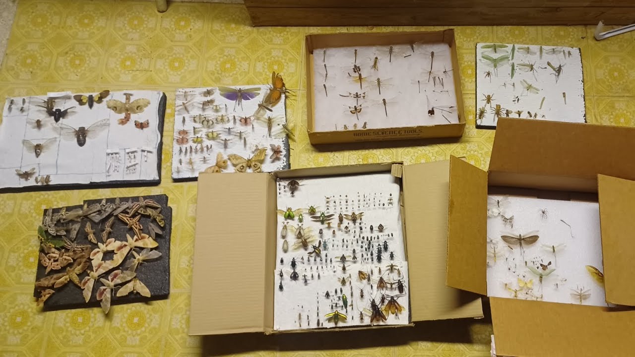 MY HUGE INSECT COLLECTION PART 6 (INTERESTING) - YouTube