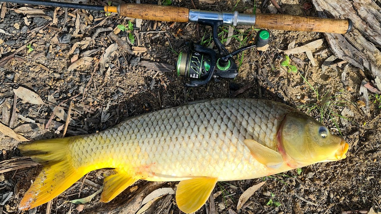 I caught a half decent sized carp - YouTube