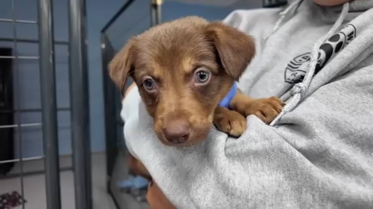 Volunteers search and rescue displaced pets after Hurricane Milton ...