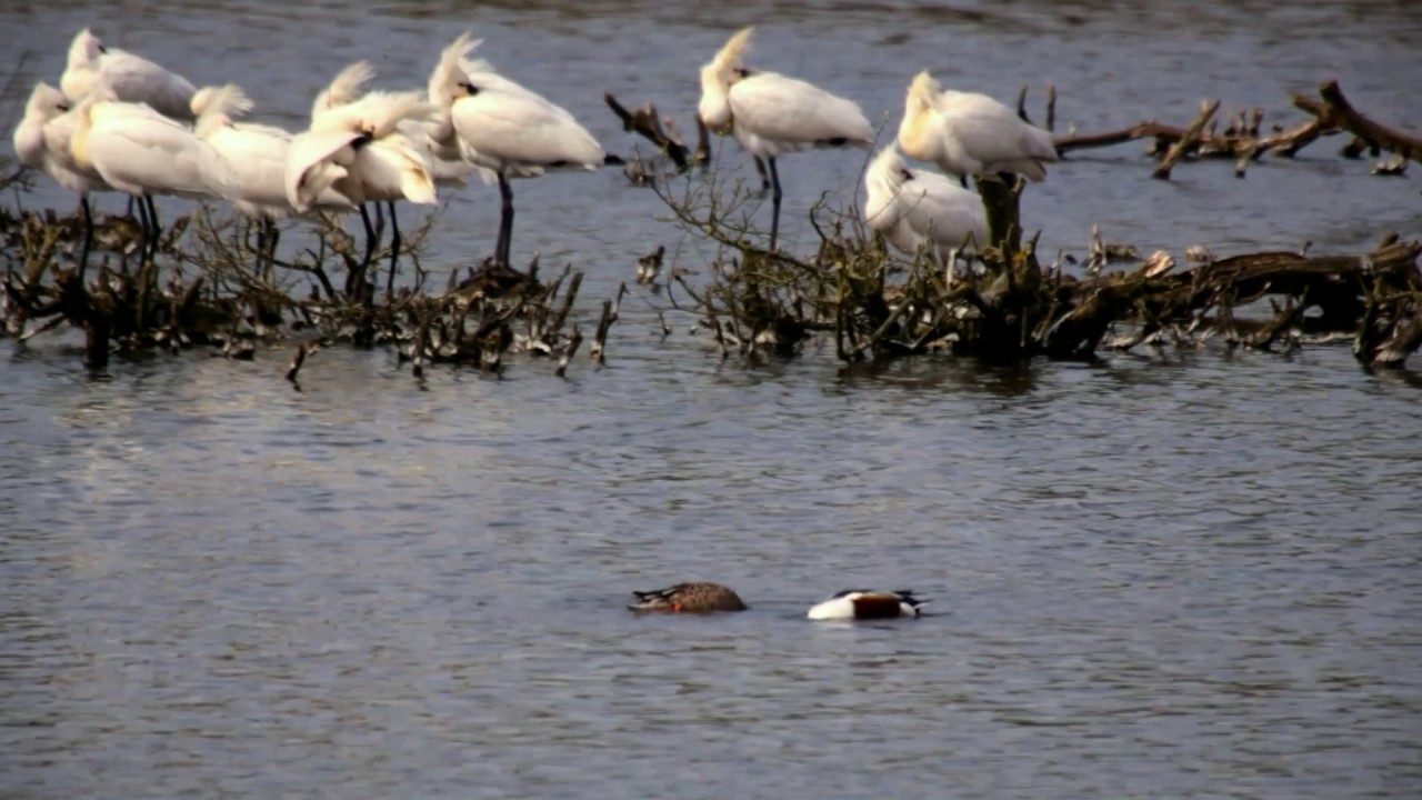 Vroege Vogels - Slobeenden baltsen, lepelaars kijken toe - YouTube