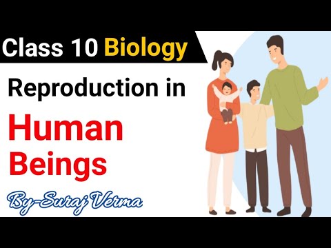 Reproduction in Human Beings - How Do Organisms Reproduce? | Class 10 ...