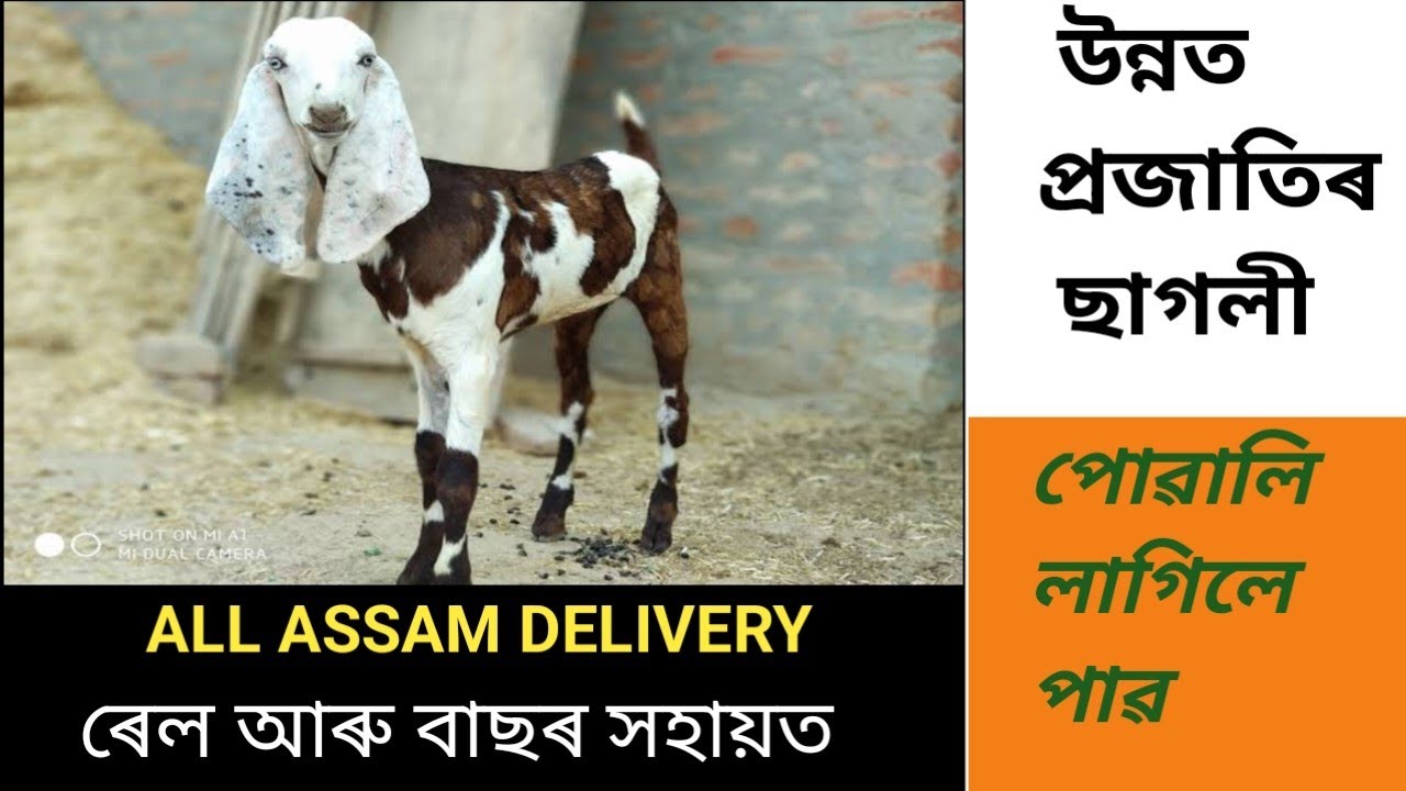 উন্নত প্ৰজাতিৰ ছাগলী ফাৰ্ম গুৱাহাটীত | Beetal goat farm In Assam | Goat ...