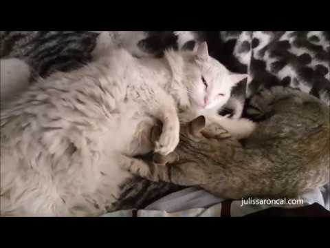 Male cat of 18 years believes that giving breastfeeding Animal behaviour