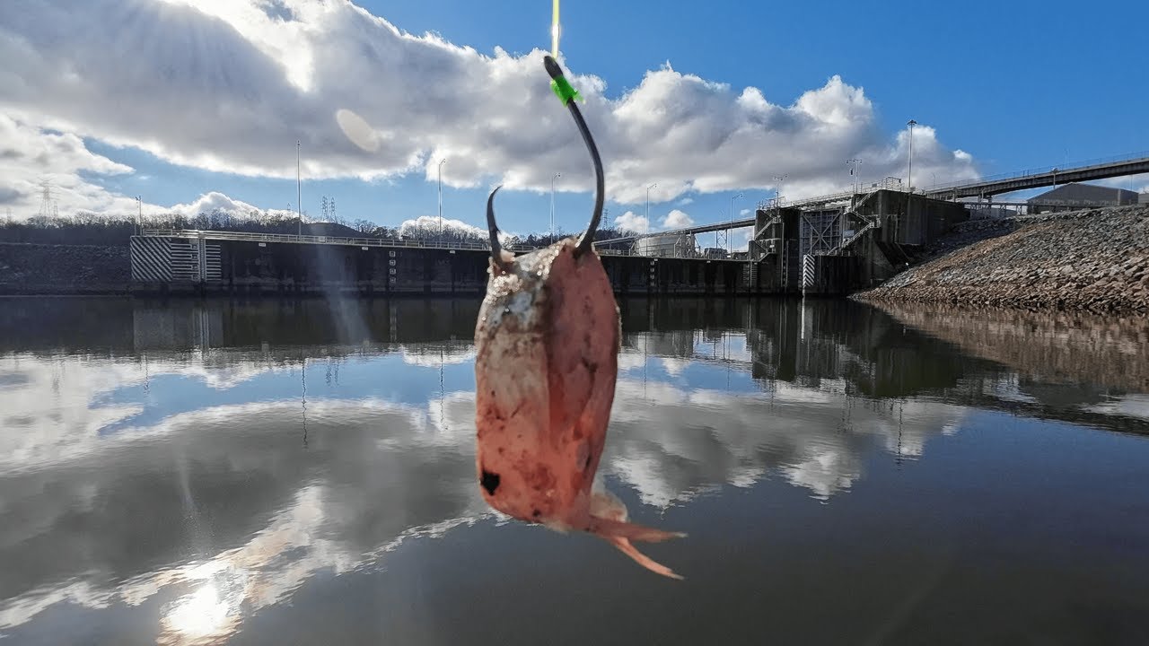Fishing For Dam Monsters! - YouTube