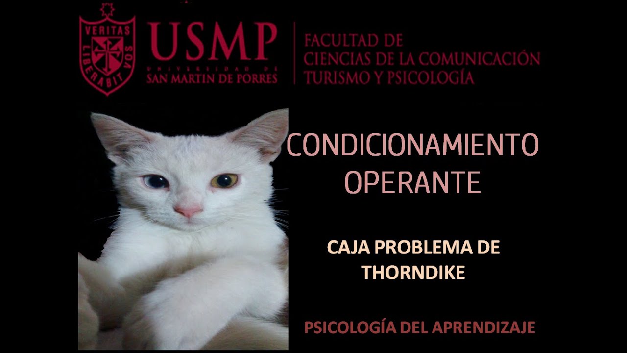 Caja Problema de Thorndike - Condicionamiento Operante USMP - YouTube