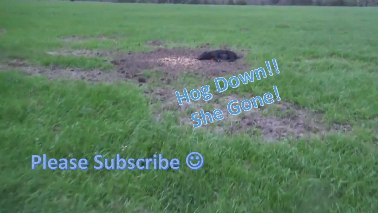 Hog Hunt Weekly 3 Hog down! very graphic - YouTube