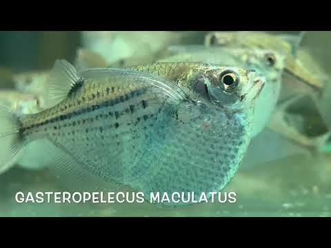 Gasteropelecus maculatus - YouTube