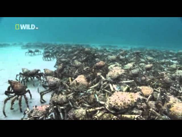 Crabs In Ocean