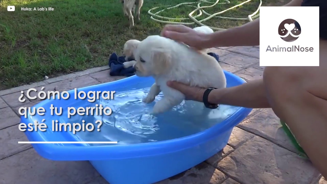 ¿Cómo mantener a tu perro limpio por más tiempo? - YouTube