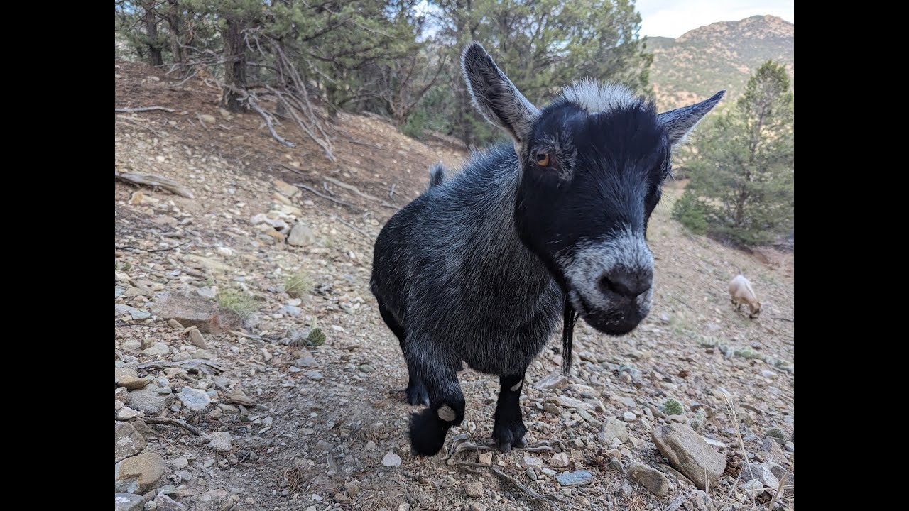 ⚡ Lightning Goats ⚡ Live Stream - YouTube