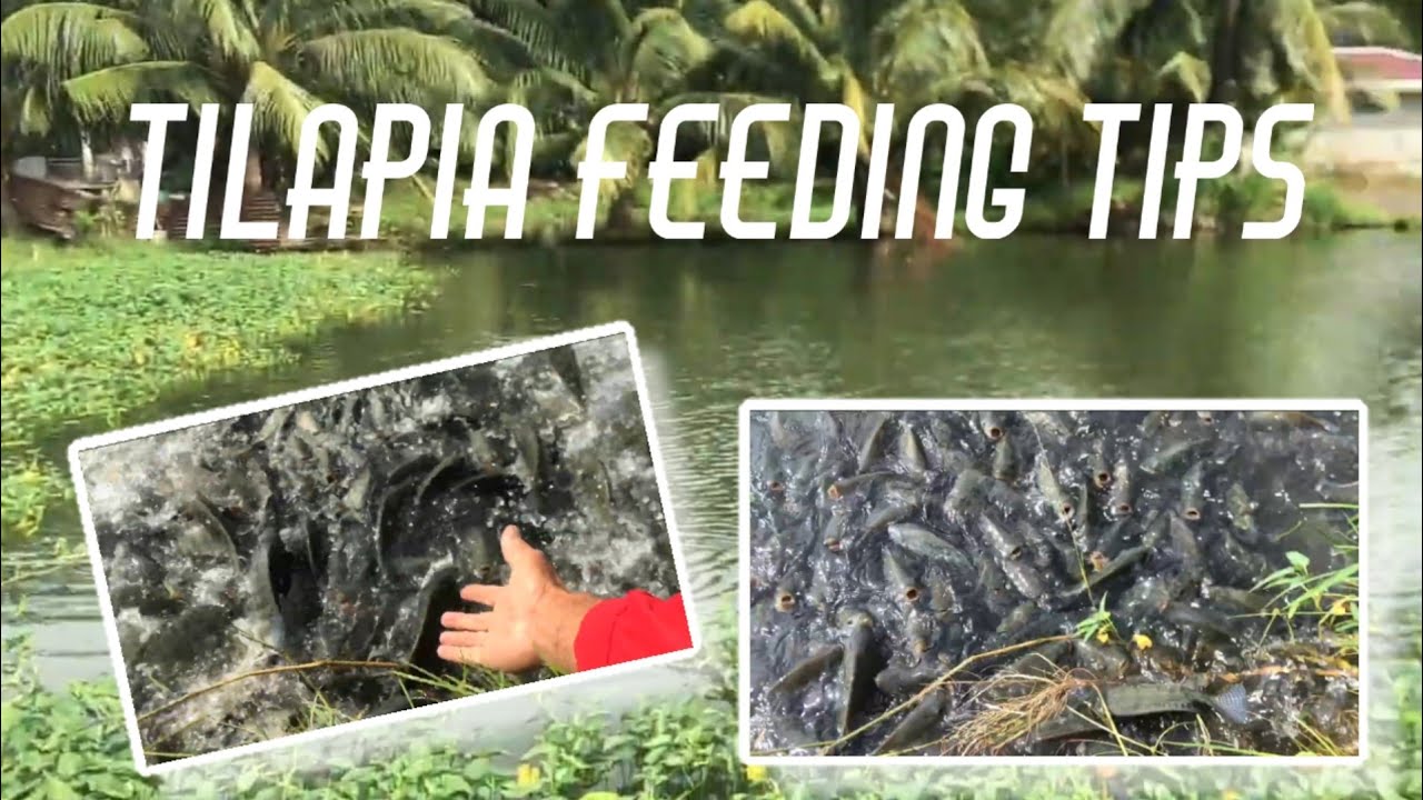 IKA-109 to 113 DAYS UPDATE | TILAPIA FEEDING GUIDE AND TIPS | MALAPIT NG HARVEST - YouTube
