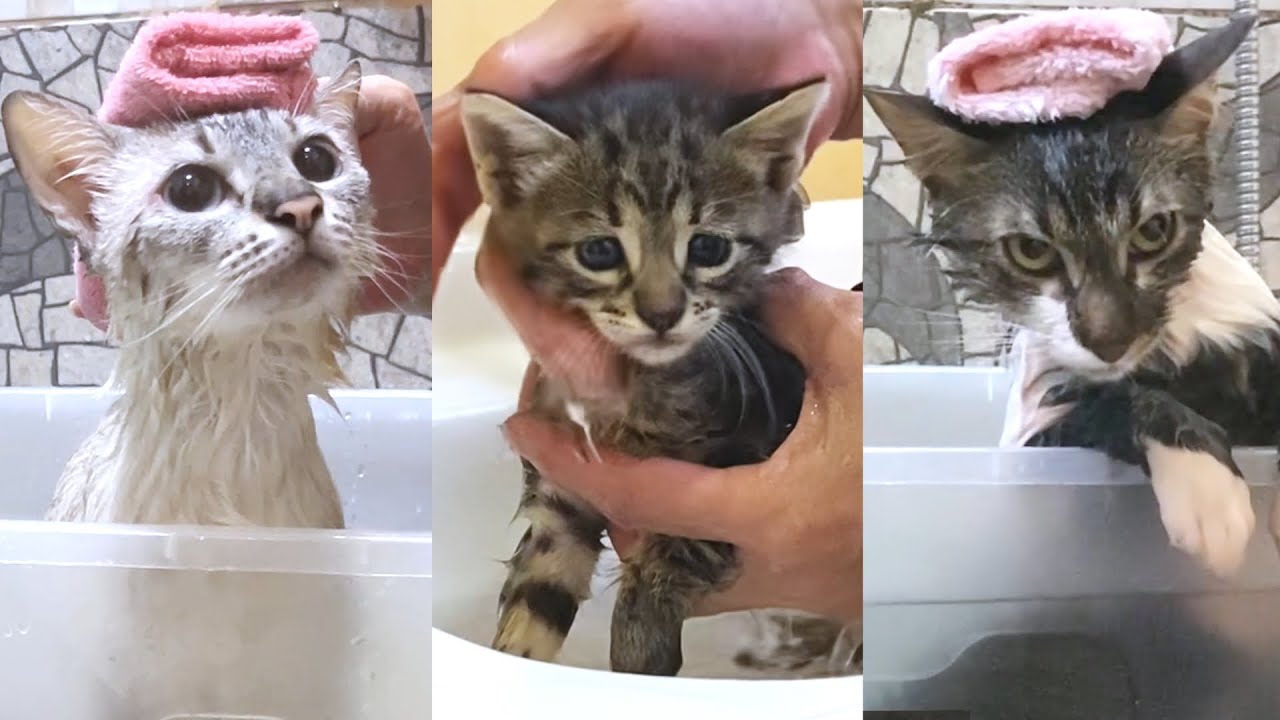 Cute Cats And Kittens Bathing Compilation #2 - YouTube