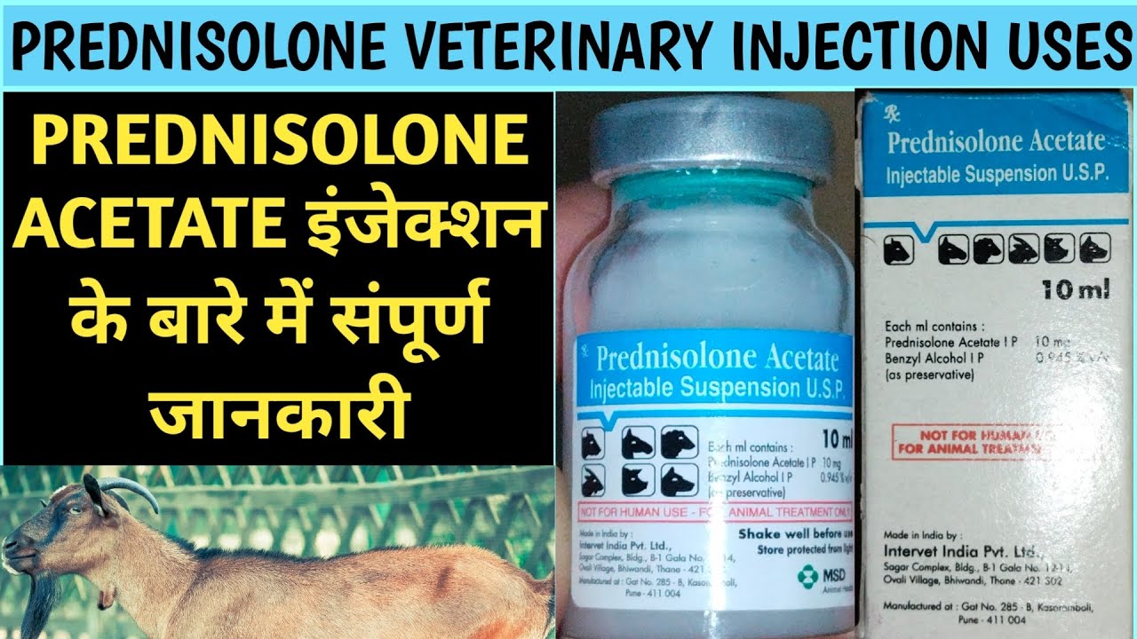 Prednisolone acetate veterinary injection uses in hindi ।। prednisolone ...