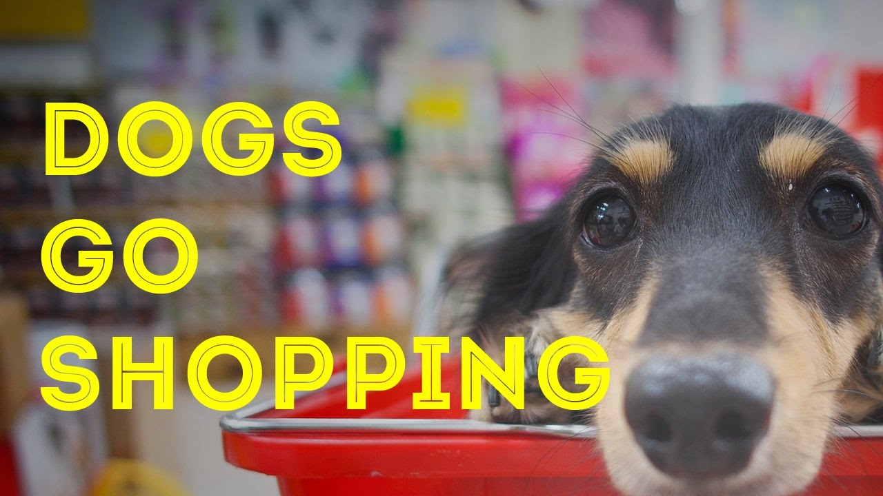 Dogs go shopping Compilation | Funny dog videos - YouTube