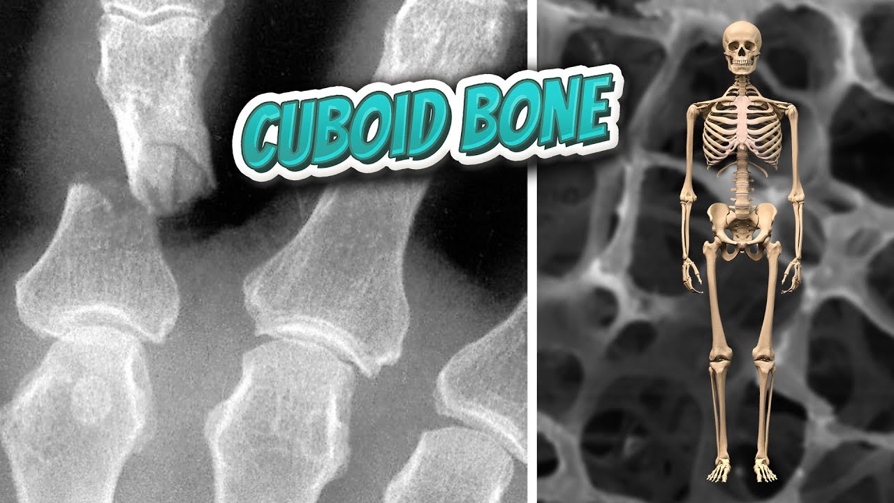 Cuboid bone 🦴 Everything Human Anatomy Bones 🦴 - YouTube