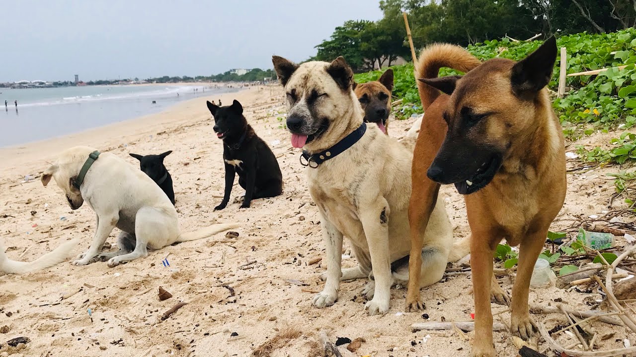 Bringing Smiles to Beach Dogs: A Sunny Day Feeding. - YouTube