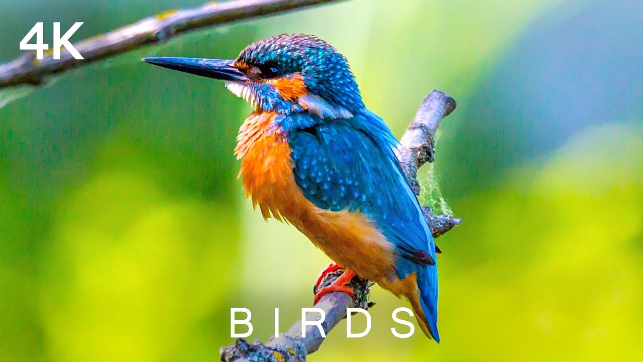 BIRDS in 4K | 2 Hours | Colorful Exotic Wild Bird Sounds Scenic Nature ...