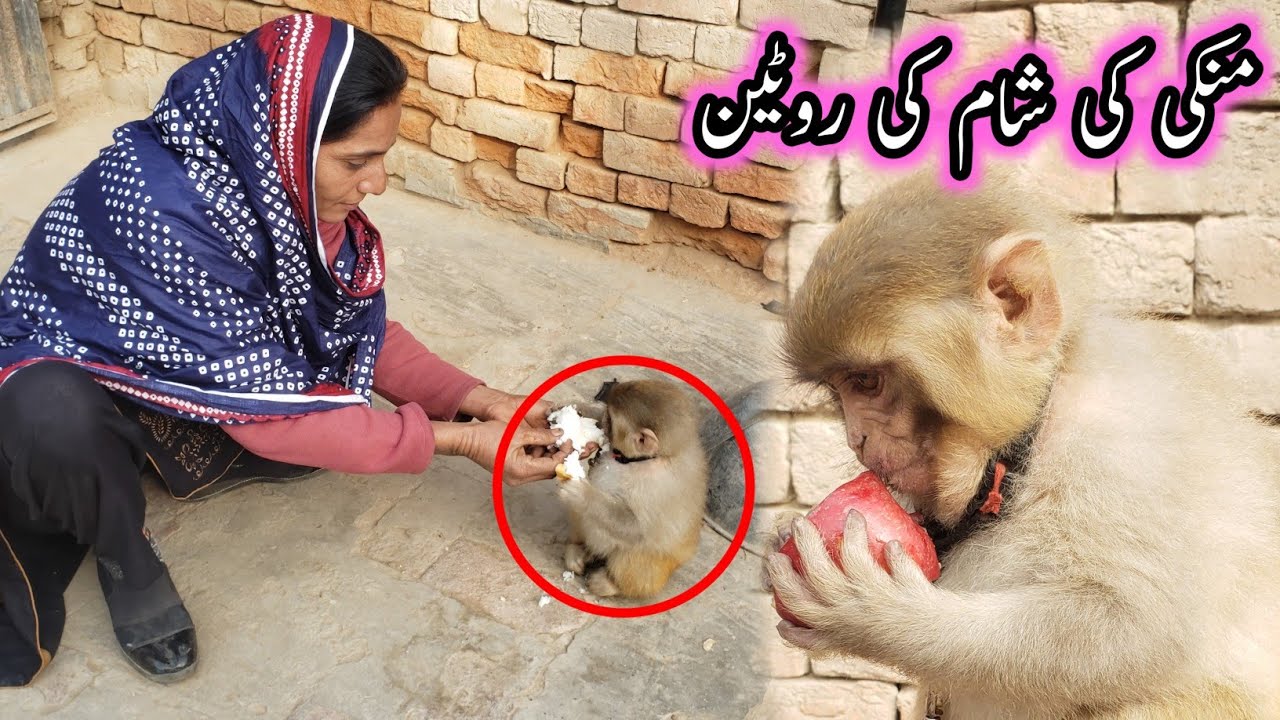 Monkey ki sham ki routine || منکی کی شام کی روٹین || Village Life ...