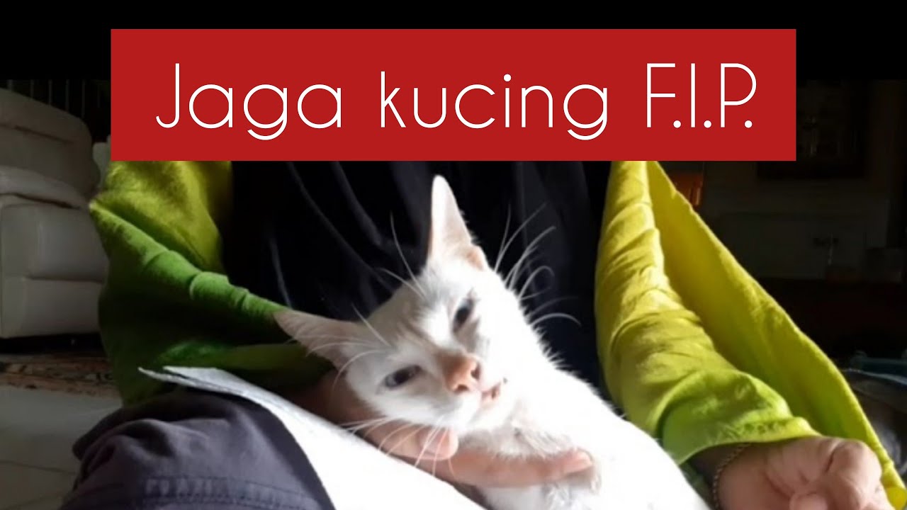 Kucing FIP(Feline Infectious Peritonitis) - YouTube