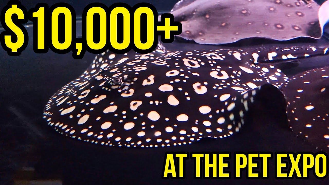 We took OVER $10,000 worth of FISH to THE PET EXPO! 1500L MONSTER FISH ...