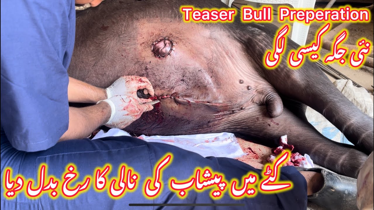 Teaser Bull Surgery | Dr Mohsin - YouTube