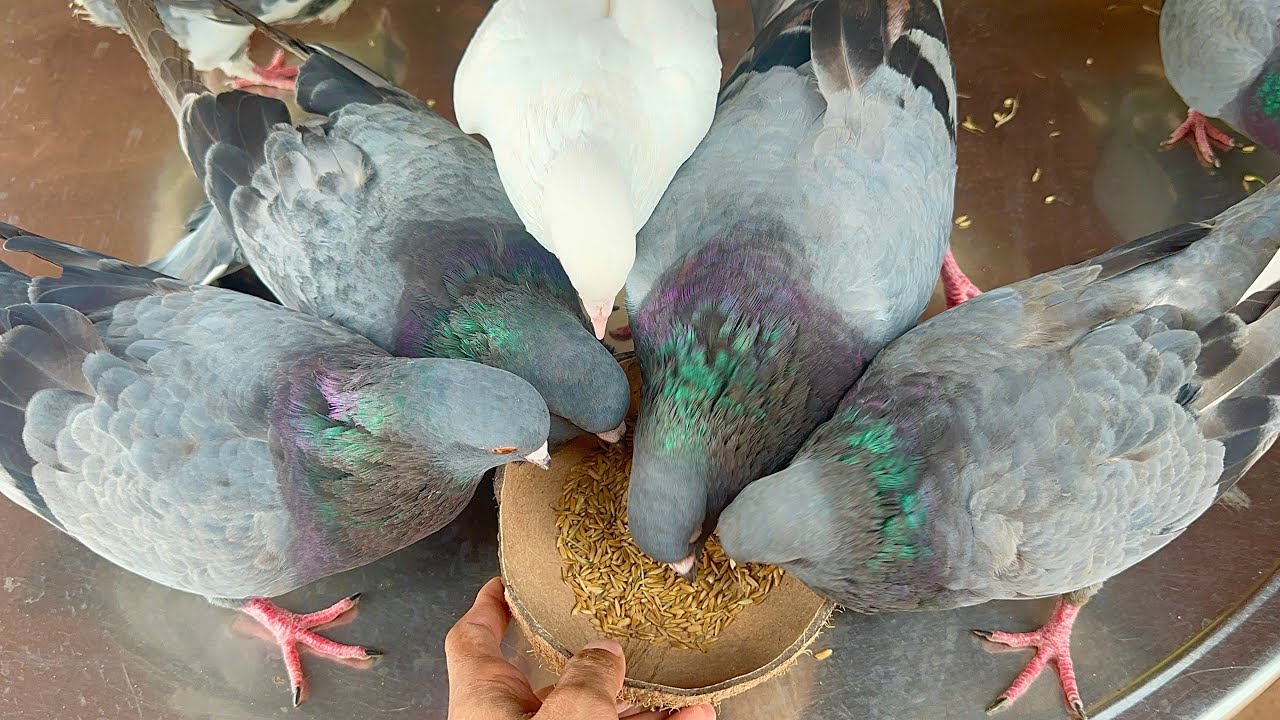 The Best Video Pigeon Feeding Food 2024 - YouTube