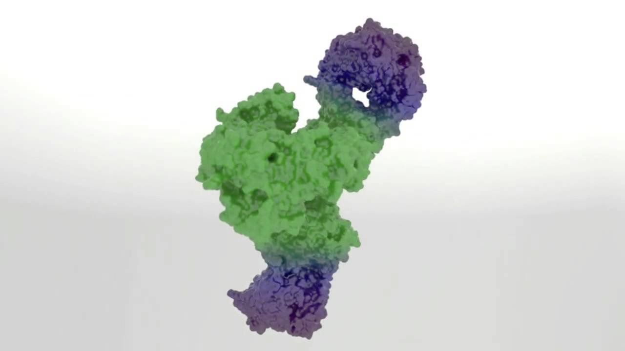 AVASTIN (Bevacizumab):: Protein Molecule Structure in 3D Rendered on a GPU - YouTube